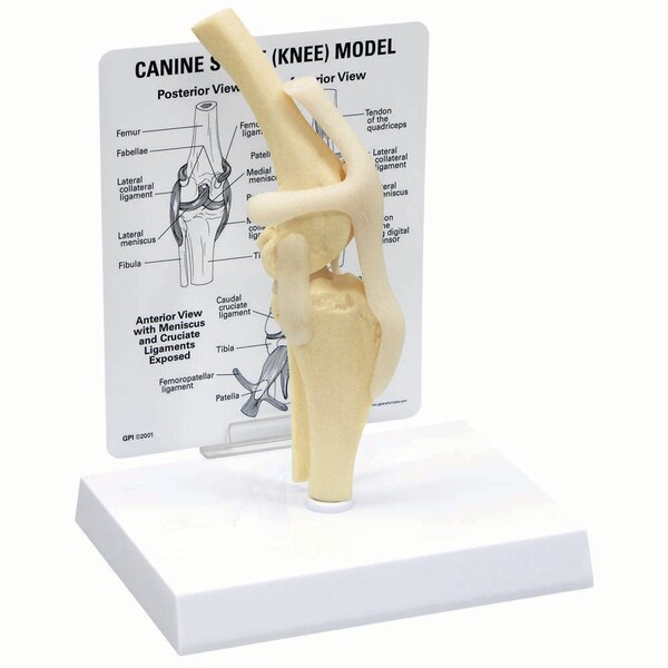 Canine Stifle Model, J0776 | Med-Vet International
